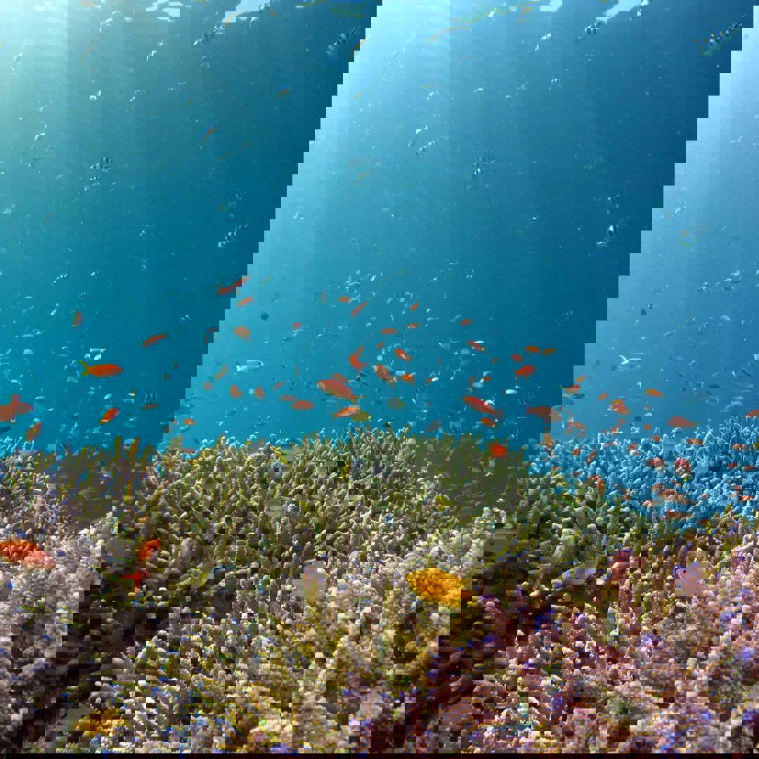 Velký bariérový útes (Great Barrier Reef)