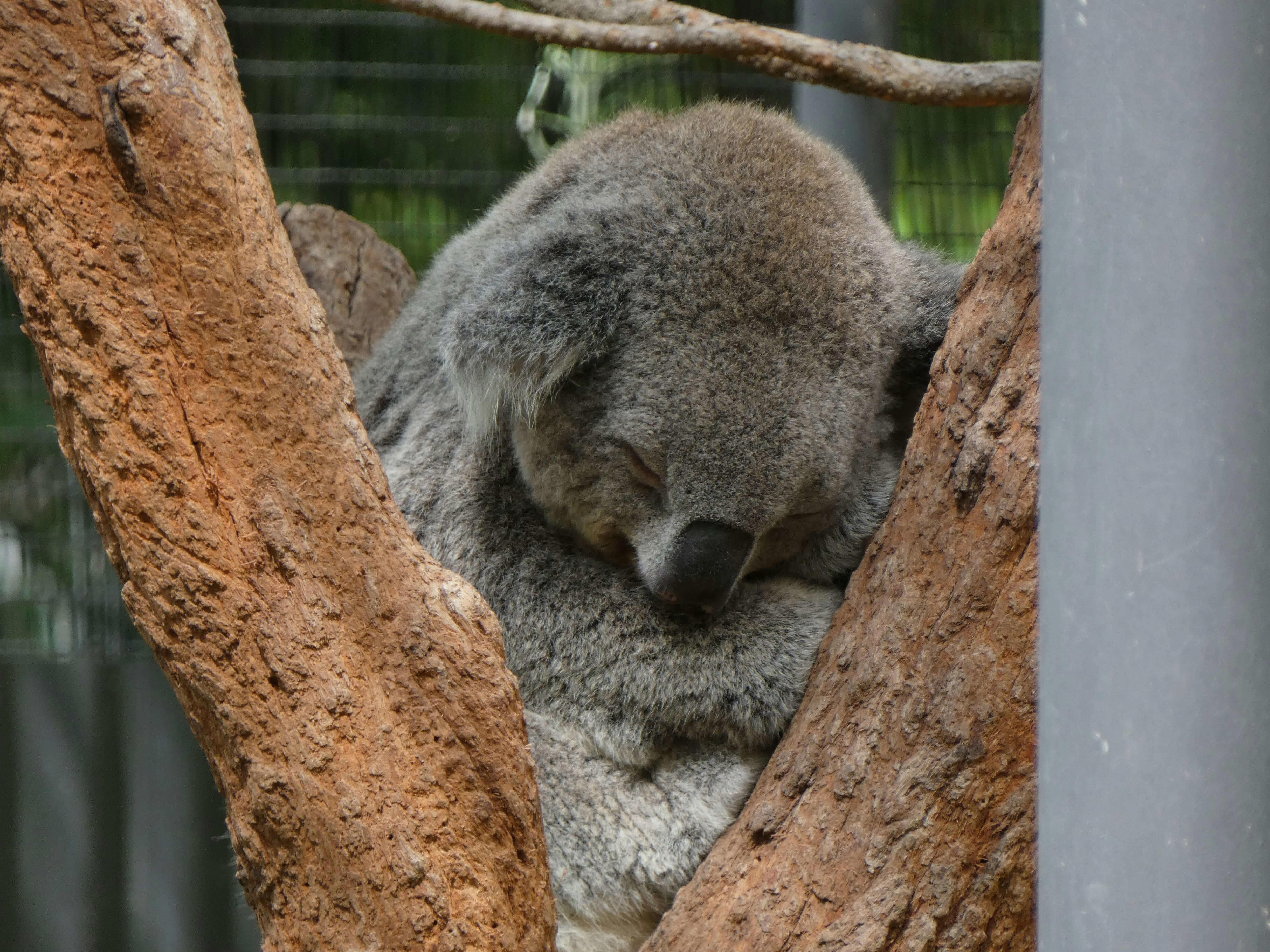 Perth Zoo
