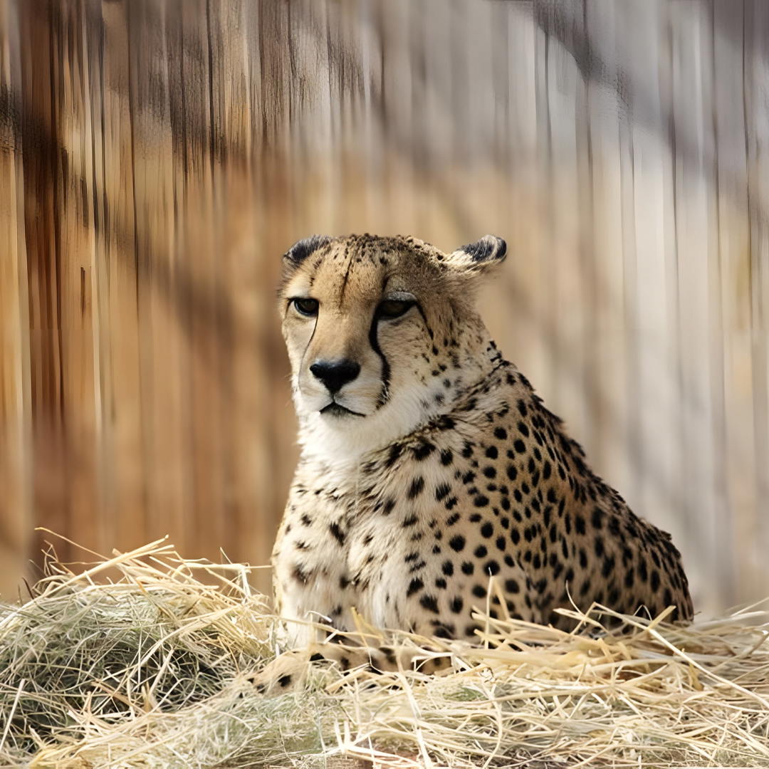 Denver Zoo