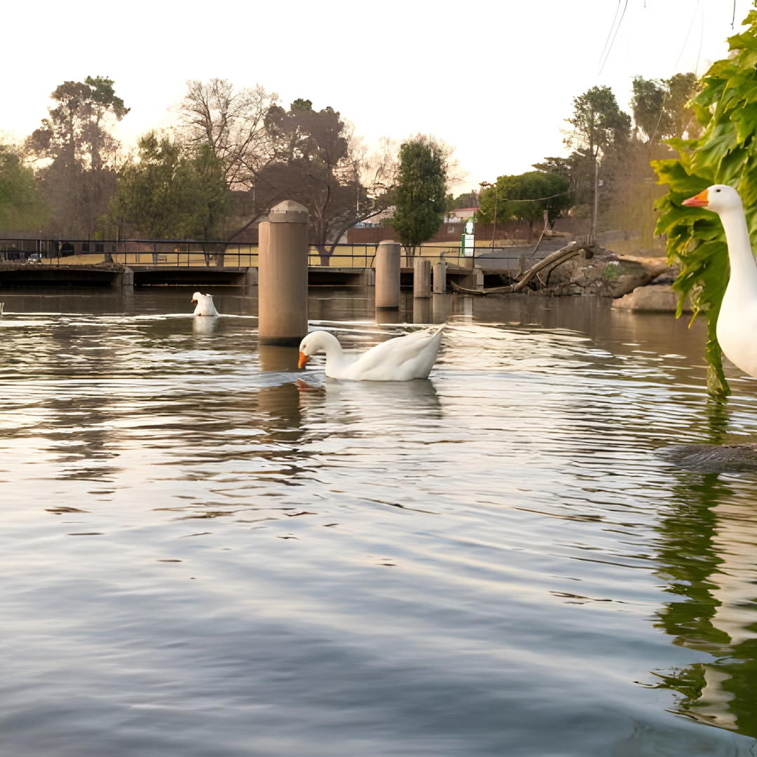 Zoo Lake