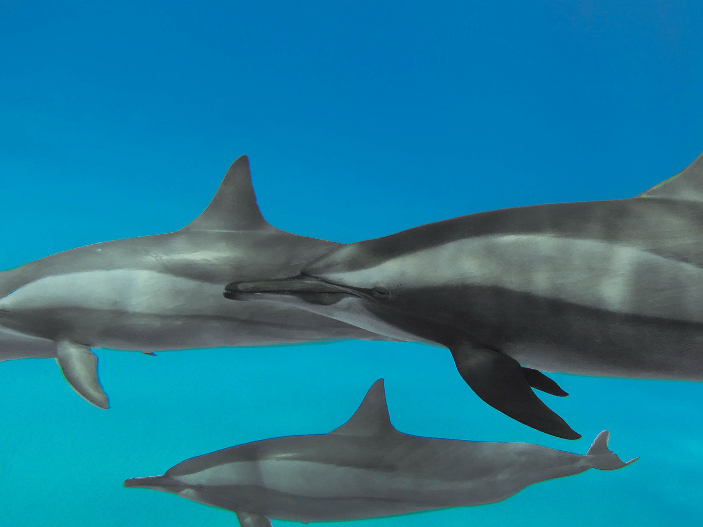 Pozorování delfínů