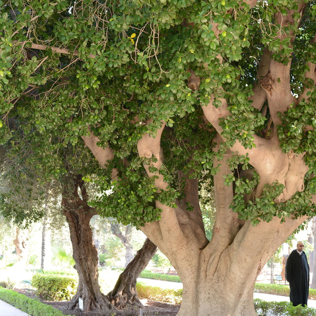 El Harti Gardens