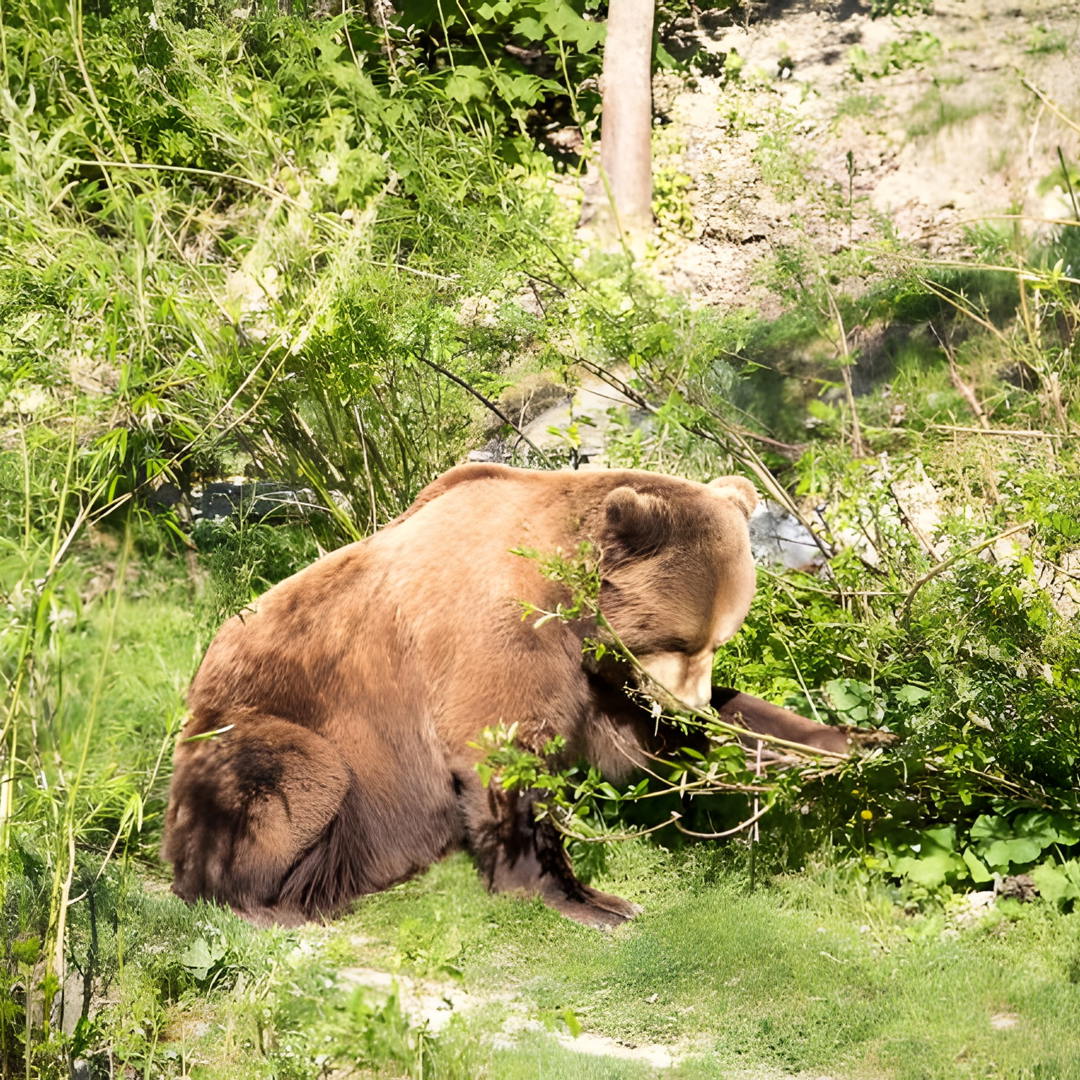 Bear Pit