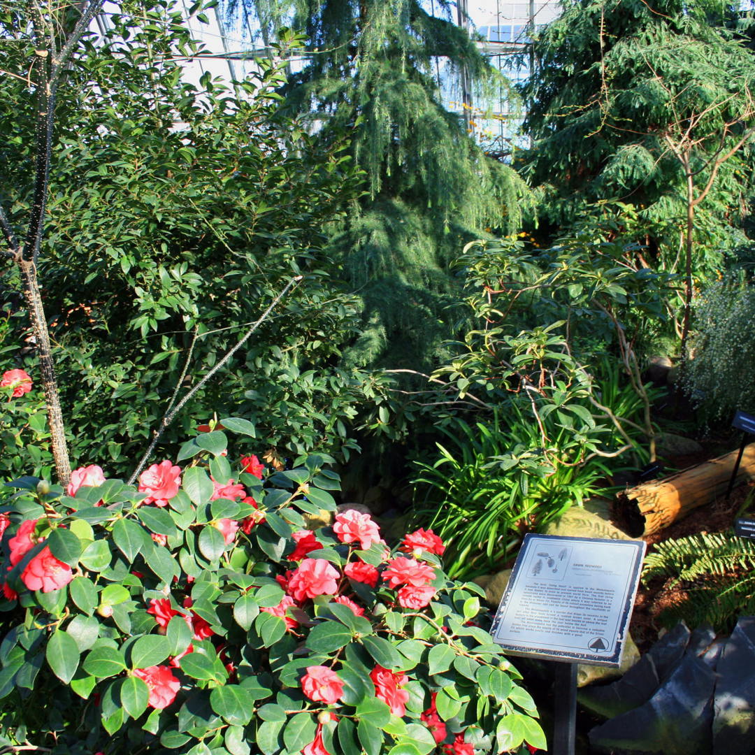 Muttart Conservatory
